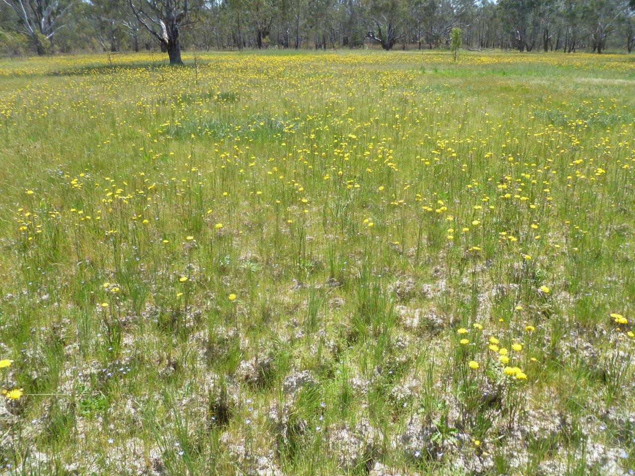 Native-Podolepis-Yellow – Ecoportal