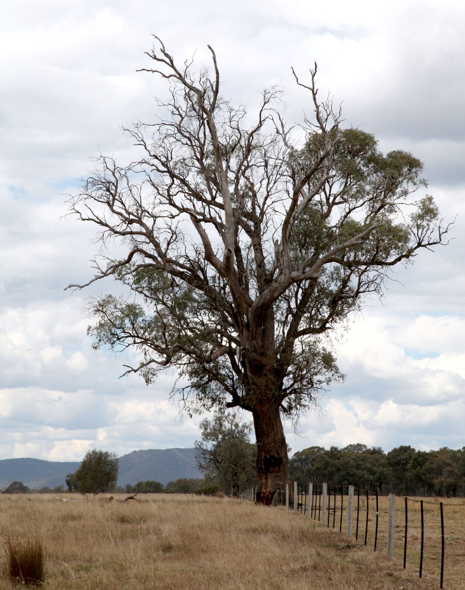 Paddock-tree-event – Ecoportal