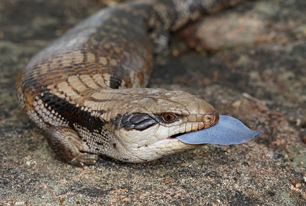 Eastern Blue tongue Ecoportal
