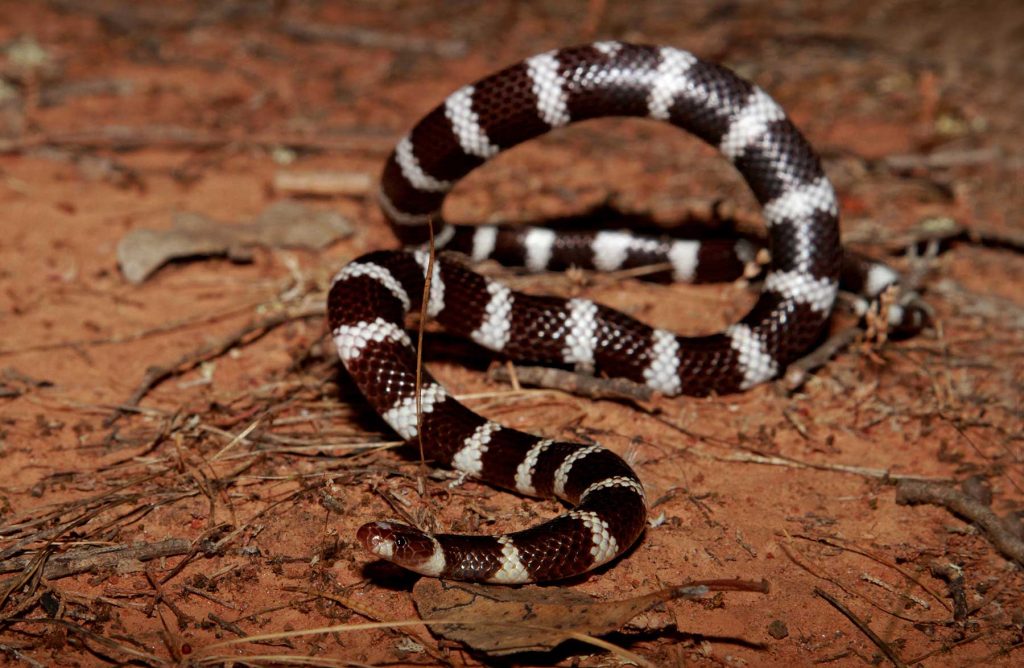 The distinctive Bandy Bandy – Ecoportal