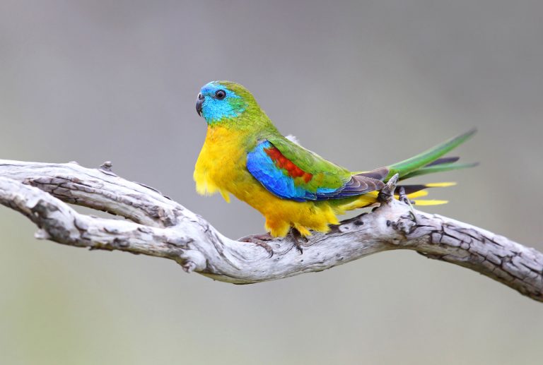 Turquoise Parrot - the jewel of the north-east – Ecoportal