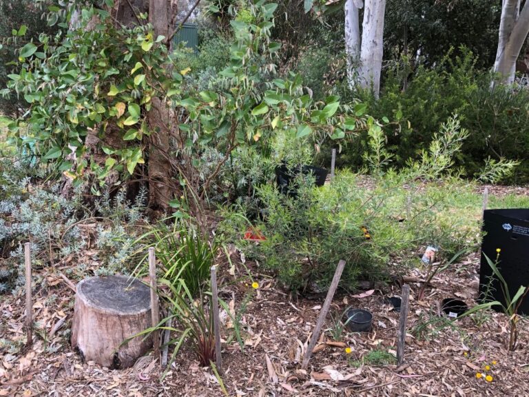 Waterwise native plants for the suburban garden, with Friends of Lou ...