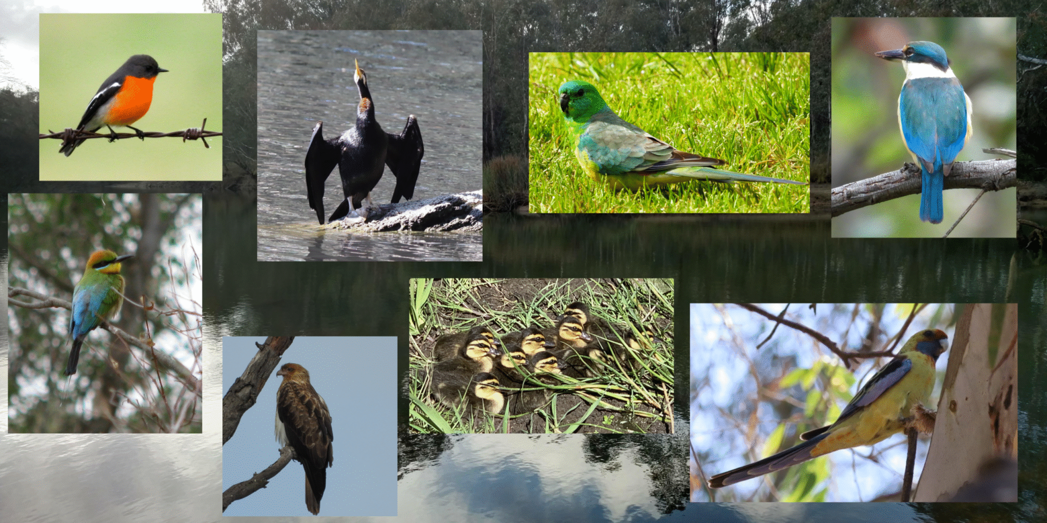 Birding for Beginners and Avid Adventurers on Browns Island – Ecoportal