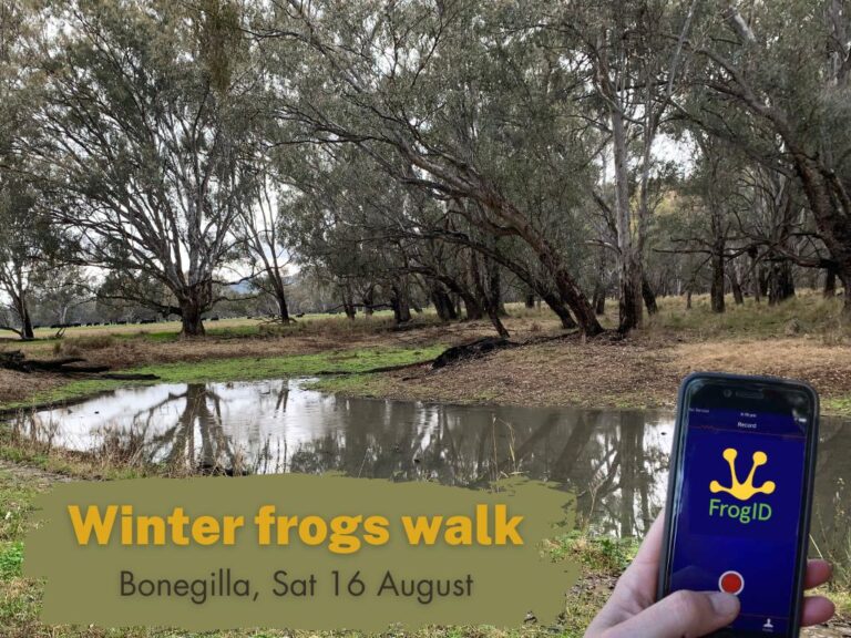 Champions for Nature – Sloane’s Froglet Citizen Science winter frog ...