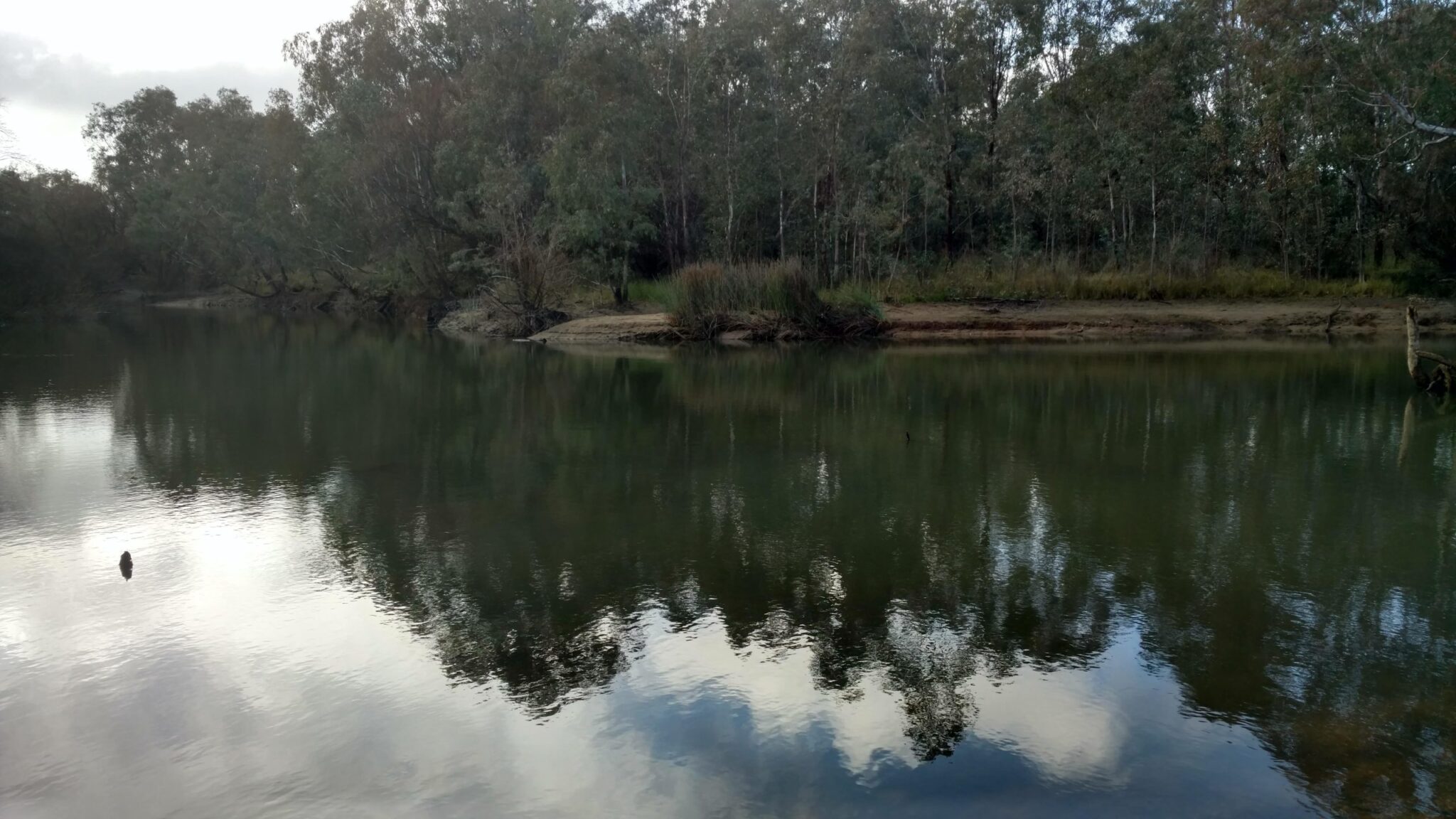 River Stewardship on Browns Island – Ecoportal